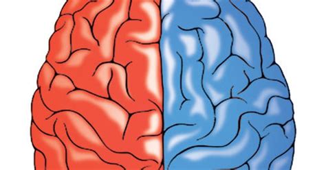 서유헌의뇌이야기 좌뇌와 우뇌