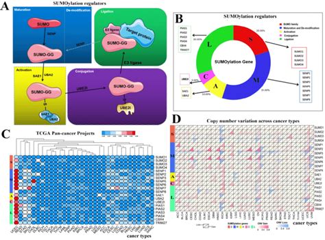 Schematic Diagram Of The Sumoylation Process And The Variation In