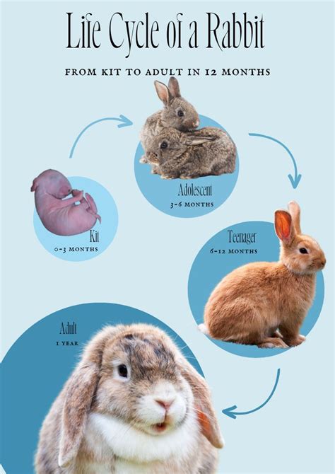 Bunny Rabbit Life Cycle Diagram