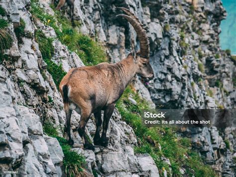 염소 자리 스타인 복 Capra 아이 벡 스는 가파른 산에 서 있는 큰 뿔 클리프 사이드 스톤 0명에 대한 스톡 사진 및 기타 이미지 Istock