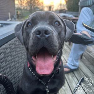Coco Cane Corso Rescue Inc