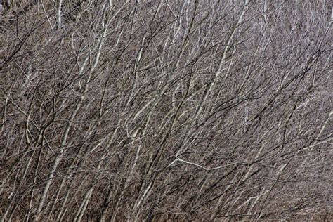 Tree Branches Texture Stock Image Image Of Organic Background 74647853