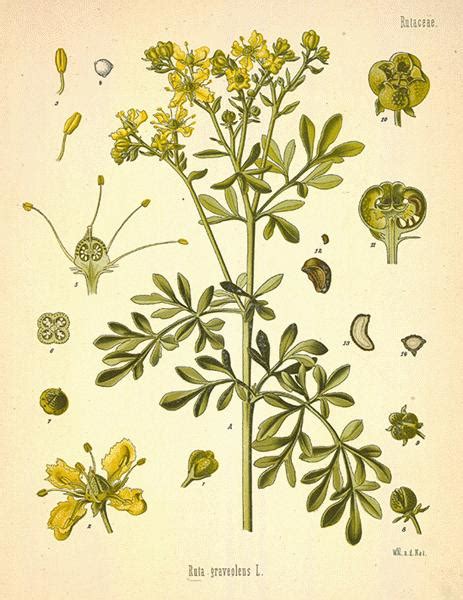A Modern Herbal Rue