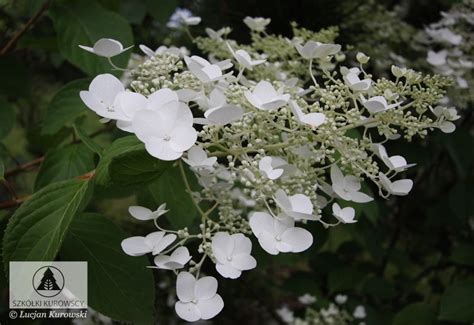 Hydrangea Paniculata White Moth Hortensja Bukietowa White Moth