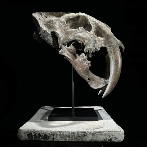 Saber Tooth Tiger Skull Brown Rs019 Archive Fifty Five