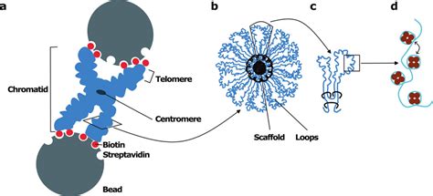 Scheme Of Force Measurements On A Mitotic Chromosome Using Optical Download Scientific Diagram