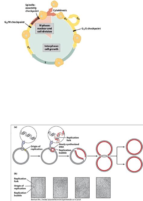 Biol2161 Lecture Notes Fall 2018 Lecture 2 Error Detection And Correction Semiconservative