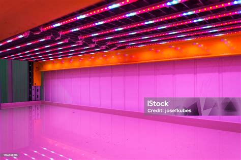 수경 재배와 물고기 양식 인공 조명 실내에서 물에서 식물을 재배 하는 아쿠아 포닉스 시스템에서 빈 선반 위의 특수 빨간색 및 파란색 Led 조명 벨트 0명에 대한 스톡 사진