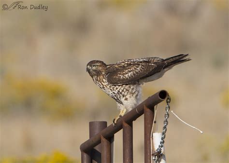 The Cloaca And A Lesson In Bird “poop” Feathered Photography