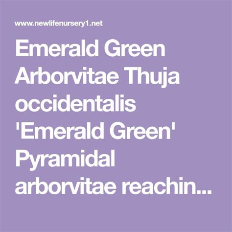 Emerald Green Arborvitae Thuja Occidentalis Emerald Green Pyramidal