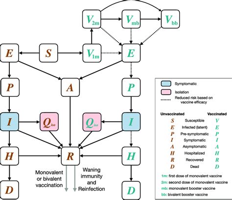 Schematic Representation Of The Model Dynamics For Infection And