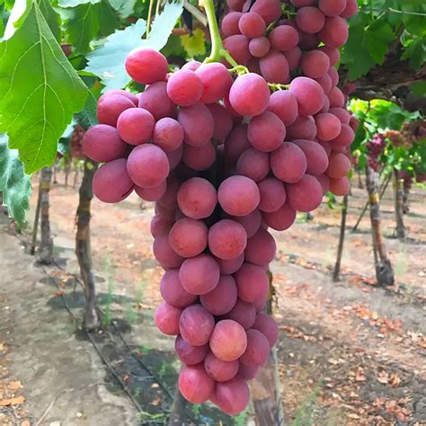 Uvas Rojas — Subsole