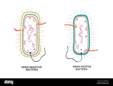 Gram Negative And Gram Positive Bacteria