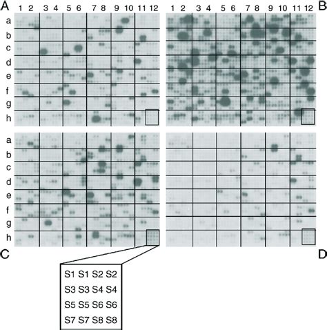 Macroarray Analysis Of Gene Expression In Acacia Mangium The Four