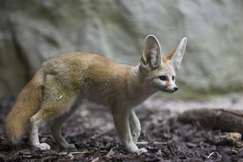 ZooKarlsruhe/Fenneks/fennek271206-1