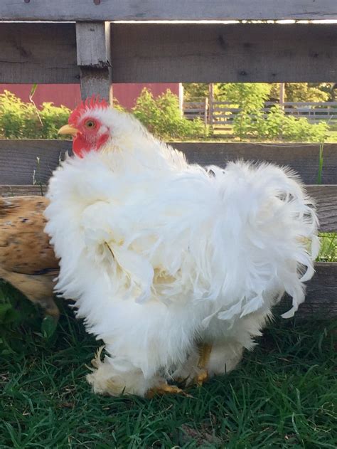 Snowball The White Frizzle Cochin Bantam Rooster At Green Acres White