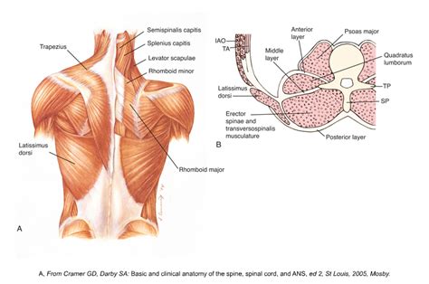 Can Manual Therapy Alter The Thoracolumbar Fascia