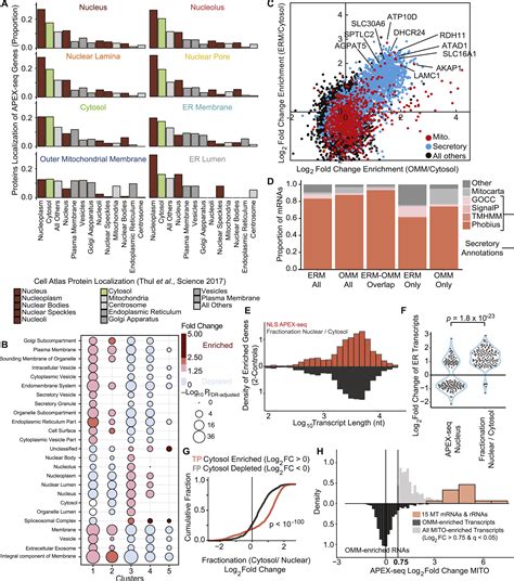 Atlas Of Subcellular Rna Localization Revealed By Apex Seq Cell