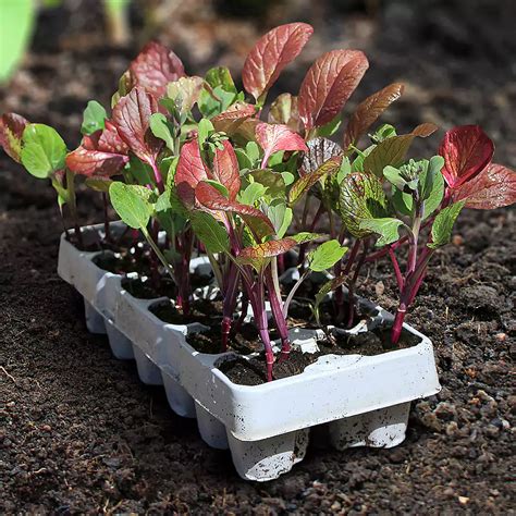 Ruby Pak Choi Plant 12 Pack