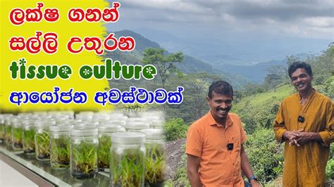 සීත කදු මුදුනේ පටක රෝපණය කර කෝටි ගනන් සල්ලි උතුරවමු Youtube