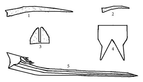 Genital Segments Of Female R Differens 1 Cercus 2 Titillator 3 Download Scientific