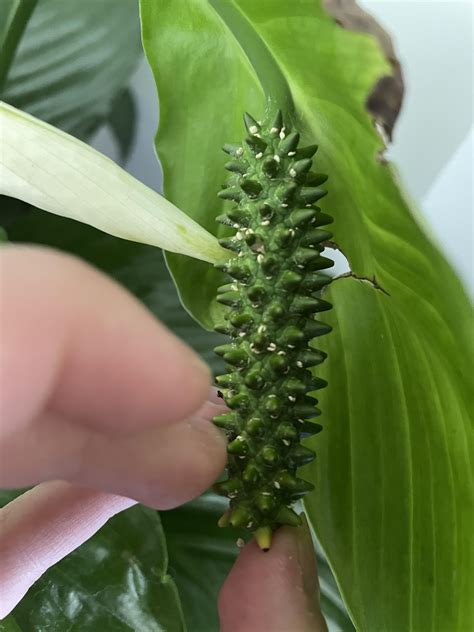 Please Help Id Weird Hatched Eggs On Peace Lily Seed Pod They Look