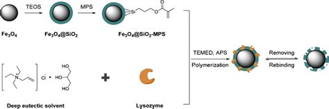 Schematic Illustration Of The Preparation Of Des Fe3o4 Sio2 Mip Download Scientific Diagram