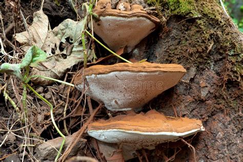 Ganoderma Applanatum Fungi Stock Image Image Of Fungus 33628581