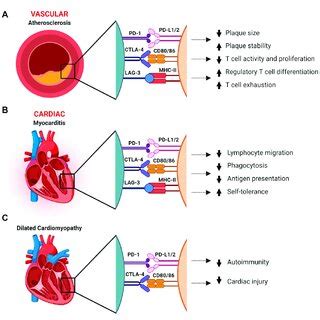 The Effect Immune Checkpoints PD 1 CTLA 4 And LAG 3 In Protection