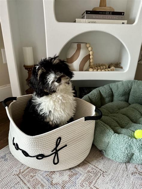 First Grooming Gone Wrong Rbernedoodles