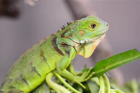 Iguana Color Roja