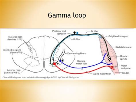 Pathways Of The Cerebellum And Basal Ganglia Ppt Download
