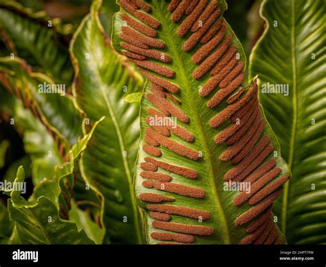 Closeup Of Spores On Under Side Of Asplenium Scolopendrium Fronds The Plant Is Commonly Called
