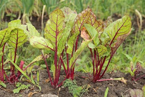 How To Plant Beets Beet Spacing Tips For A Bigger Harvest Grow Organic