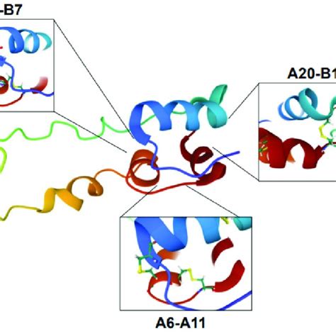 Proinsulin Structure Structure Of Proinsulin Highlighting The