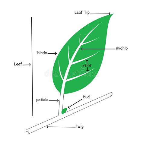 Basic Illustration Of Simple Leaf Anatomy Stock Illustration Image