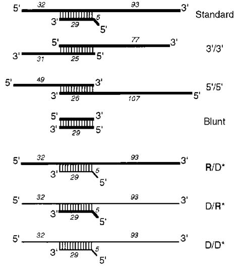 Schematic Representation Of Helicase Substrates Preparation And