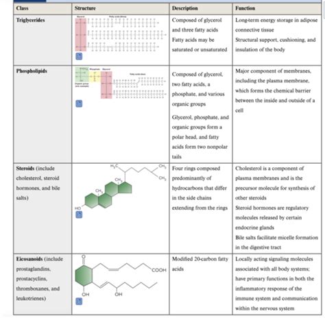 Biochem Final Flashcards Quizlet