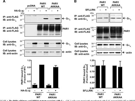 Figure 4 From Regulation Of Protease Activated Receptor 1 Signaling By