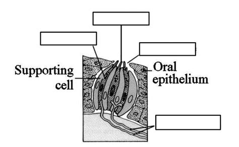 Lab 7 Diagram Quizlet