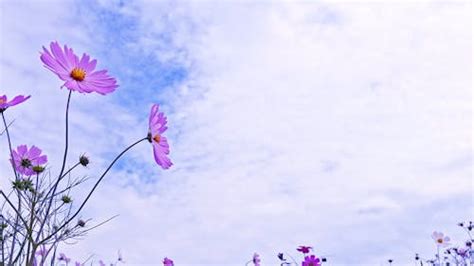 Cosmos Flowers Nature 경치 고요한 꽃 꽃 머리 꽃무늬 꽃이 만개한 꽃이 피는 꽃잎 녹색 줄기 다채로운 단일 꽃 멕시코 애 스터