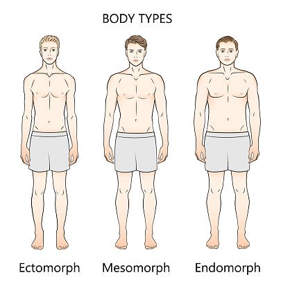 Human Body Types Three Figures Forms Ectomorph Mesomorph And Endomorph
