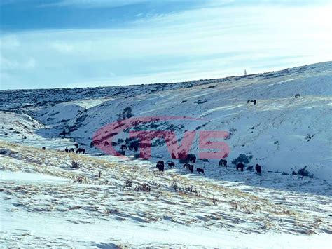 Доржоо On Twitter Завханы Их Уул сумын малчин н Баяртогтох Хангайн нуруунд ингээд оторлож явна