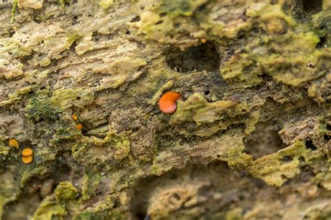 Scutellinia Scutellata By Richard Jacob 3 Western Pennsylvania Mushroom Club