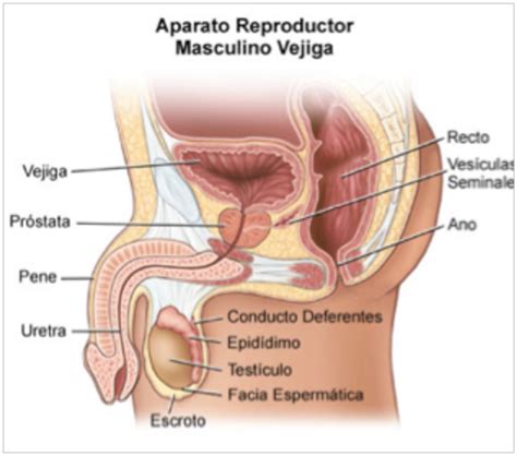 Anatom A Del Aparato Genital Masculino Infogen