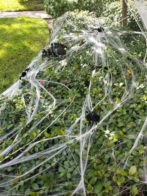 Spider Webs Spider Web Spider Halloween