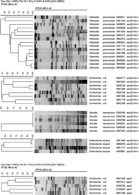 Dendrogram Generated By Gel Compar Ii Showing The Genomic Relatedness
