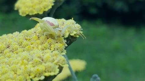 Spider Bug Insect Free Photo On Pixabay Pixabay