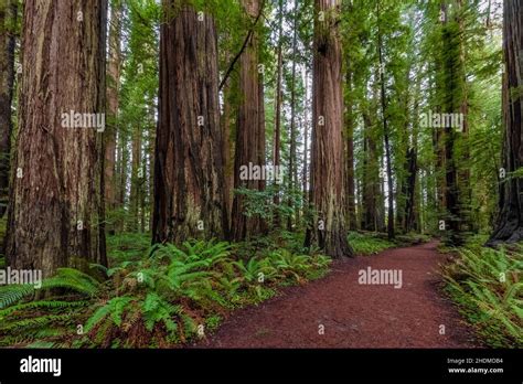 Trail Through Stout Memorial Grove In Jedediah Smith Redwoods State