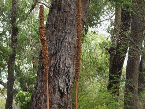 Small Grass Tree From The Gurdies Vic 3984 Australia On March 17 2023 At 1224 Pm By Kim